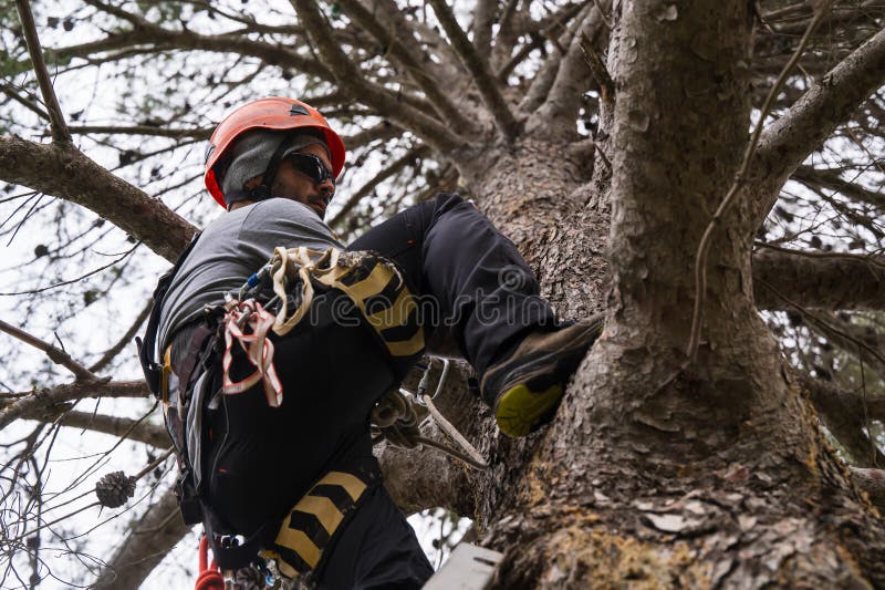 Tree Surgeon Performing Rope Access Tree Pruning Stock Image - Image of ...