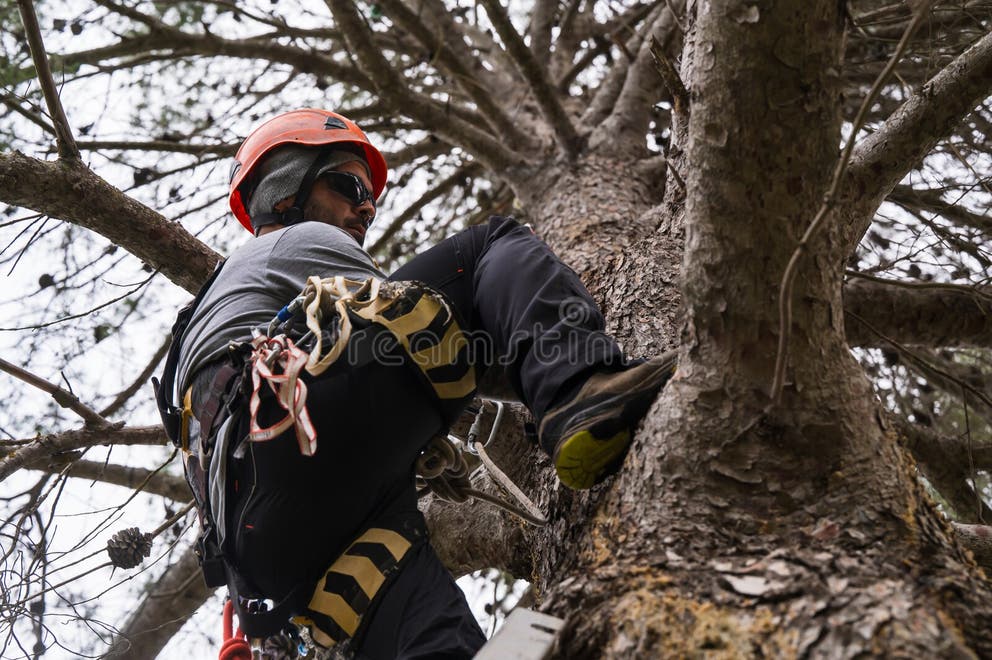 Tree Surgeon Performing Rope Access Tree Pruning Stock Image - Image of ...