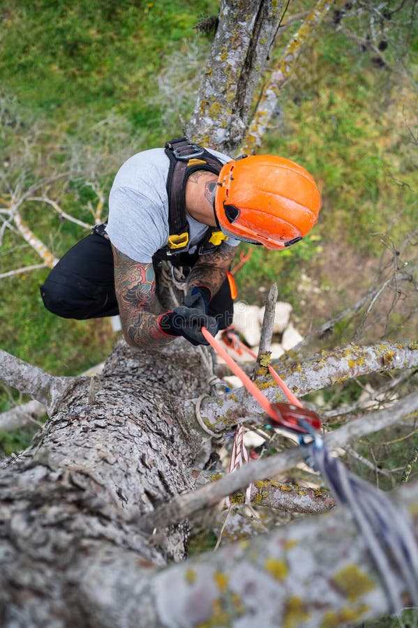 Tree Surgeon Performing Rope Access Tree Pruning Stock Photo - Image of ...