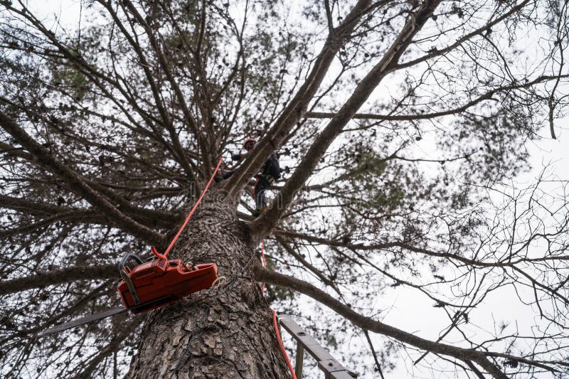 Tree Surgeon Performing Rope Access Tree Pruning with Chainsaw Stock ...