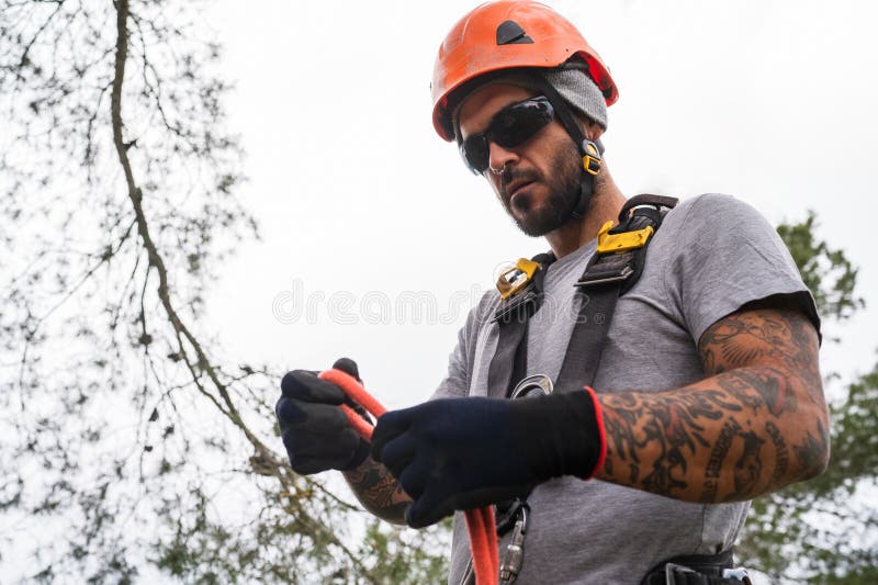 Tree Surgeon Preparing Rope for Tree Pruning and Maintenance Work Stock ...