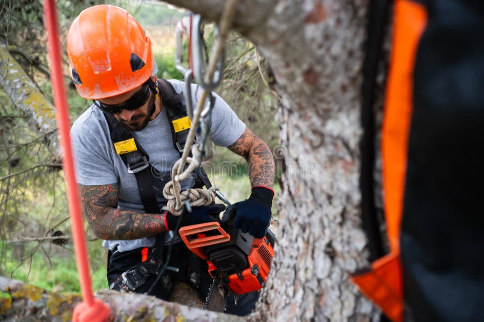 Tree Surgeon Pruning Trees with a Chainsaw Hanging from Ropes Stock ...