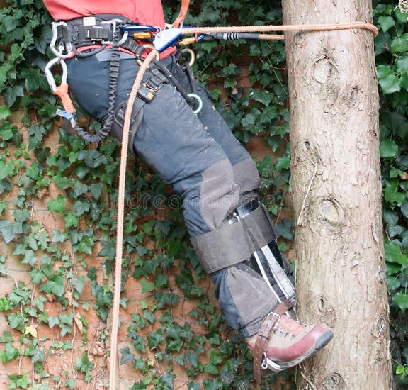 Tree Surgeon`s Harness stock photo. Image of forester - 122369216