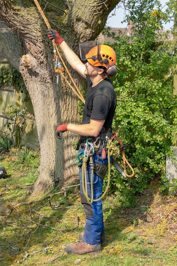 Arborist In Safety Helmet On Platform Inspecting Chopped Tree. Stock ...