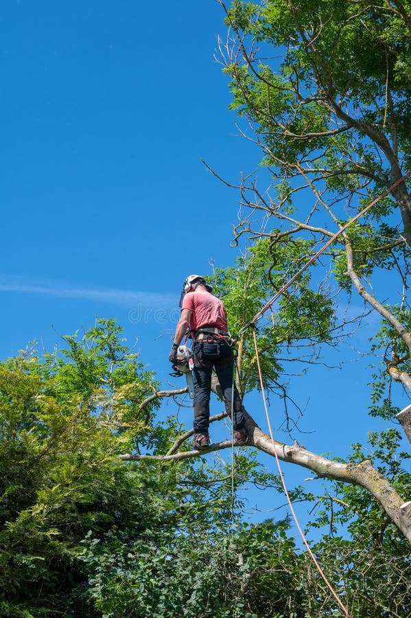 Tree Surgeon Standing on a Tree Branch Stock Photo - Image of outdoors ...