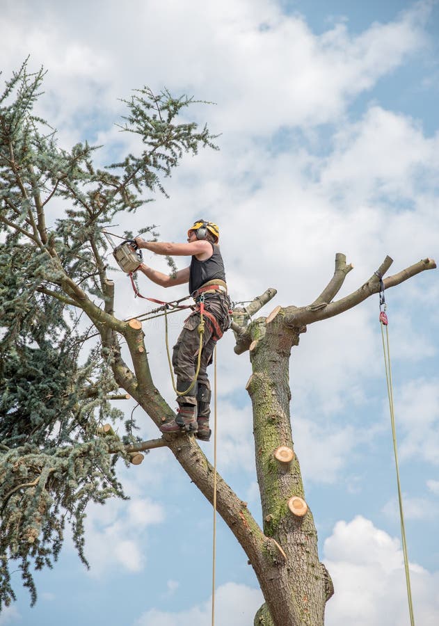 Tree Surgeon on Top of a Tree Stock Photo - Image of outdoors ...