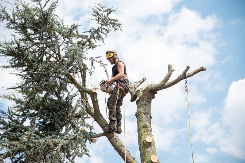 Tree Surgeon at the Top of a Tree Stock Photo - Image of arboriculture ...