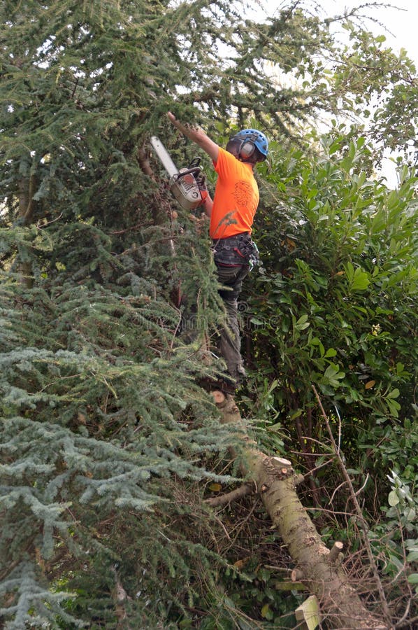 Tree Surgeon at Work stock image. Image of climbing, jobs - 132369