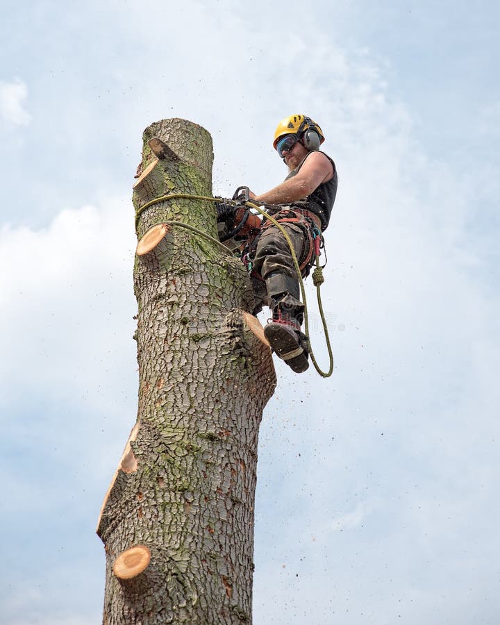 Working Tree Surgeon at the Top of a Tree Stock Photo - Image of ...