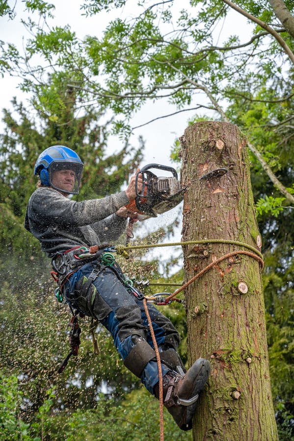 Tree Surgeon Using a Chainsaw Up a Tree Stock Image - Image of ...