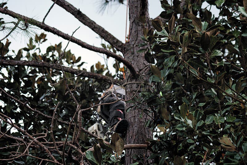 Tree Surgeon Using Ropes stock photo. Image of outdoors - 216983302