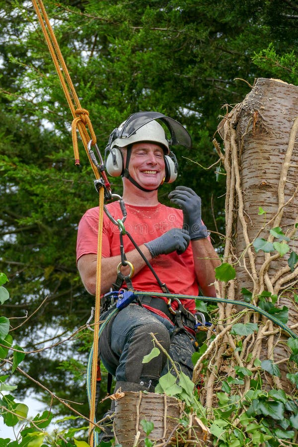 Tree Surgeon Using Safety Ropes Stock Image - Image of outdoor ...