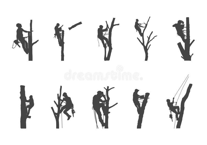 Tree Surgeon Vectors, Tree Arborist Vectors, Tree Services Logo, Tree ...