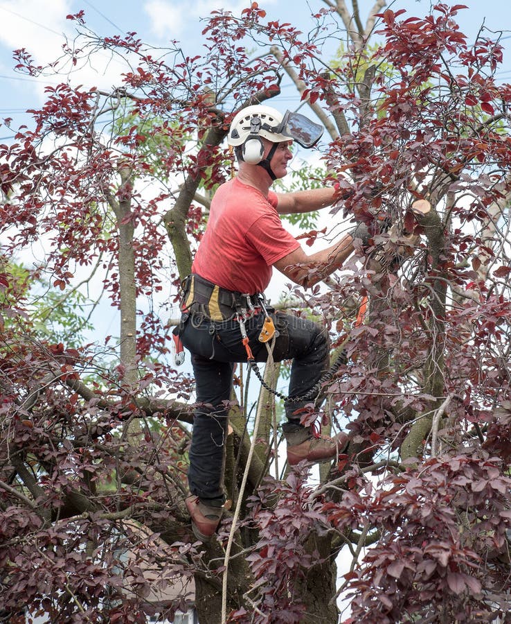 Tree Surgeon at work stock image. Image of pruning, protective - 122369297