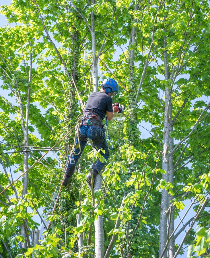 Tree Surgeon Working Up a Tree Stock Image - Image of arboriculture ...