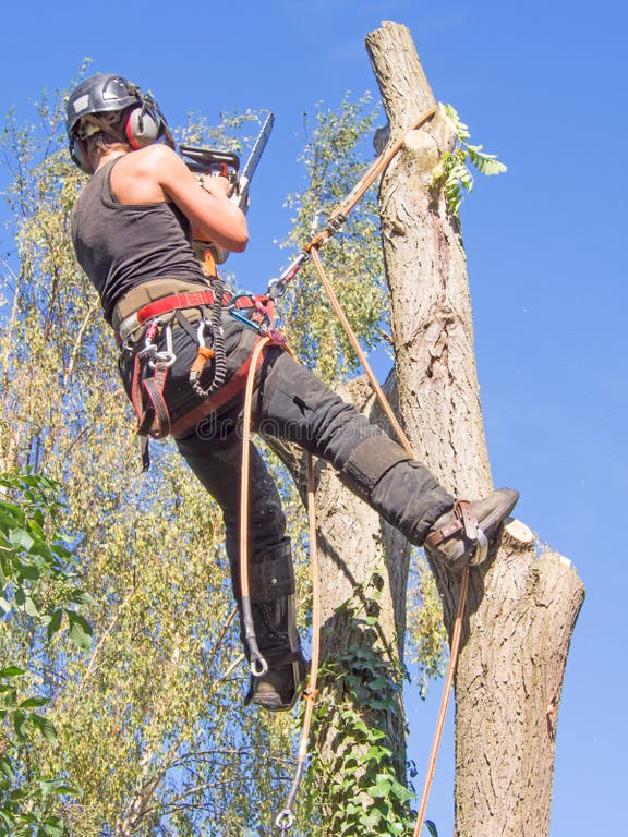 Tree Surgeon Working Up a Tree Stock Image - Image of cutting ...
