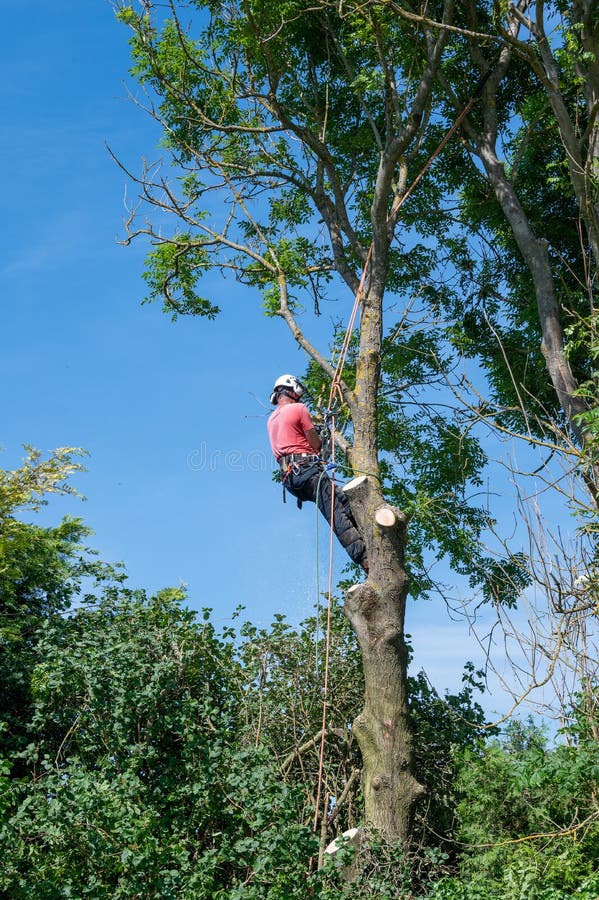 Tree Surgeon Working Up a Tall Tree Stock Image - Image of ...