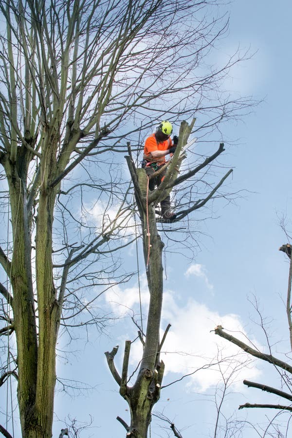 Tree Surgeons Climbing with Ropes and Cutting Trees Stock Image - Image ...