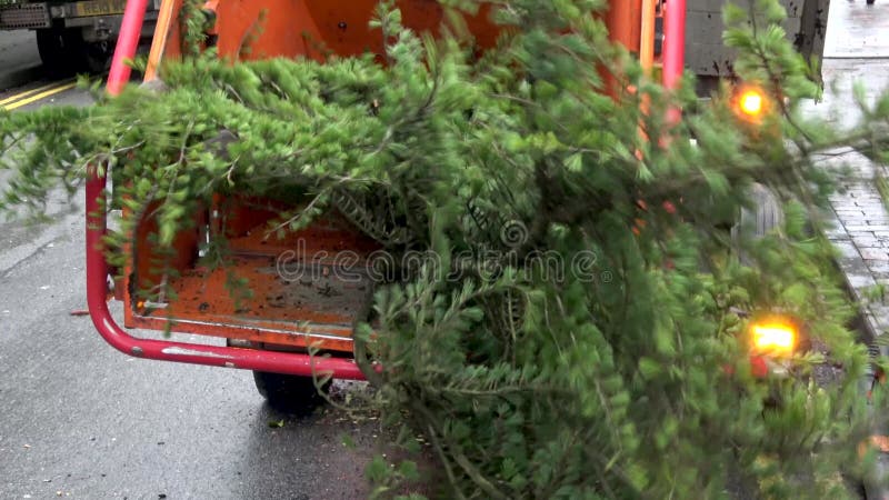 Tree Branch Goes into a Chipper Stock Video - Video of industry ...