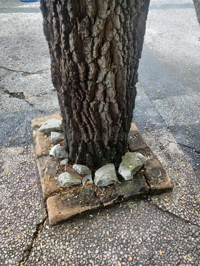 A Tree Surrounded by Bricks and Gravel Stock Image - Image of iron ...
