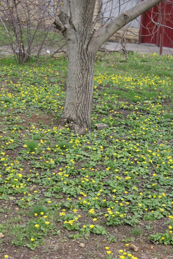 A Tree Surrounded with Figroot Buttercup in Blossom Stock Photo - Image ...