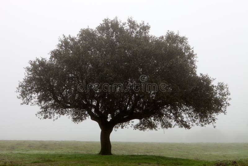 Tree surrounded by fog stock image. Image of scary, dark - 17975863