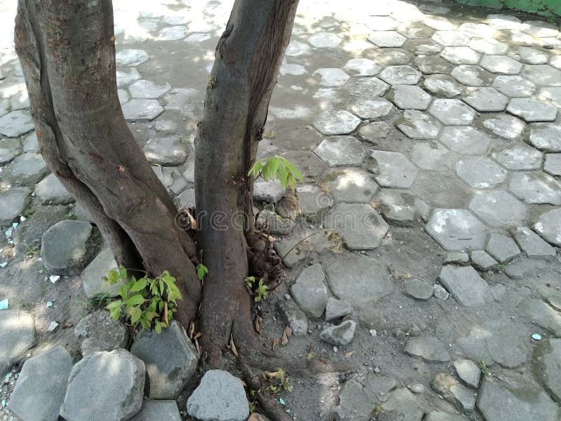 Tree stock photo. Image of trunk, design, roots, large - 301701558