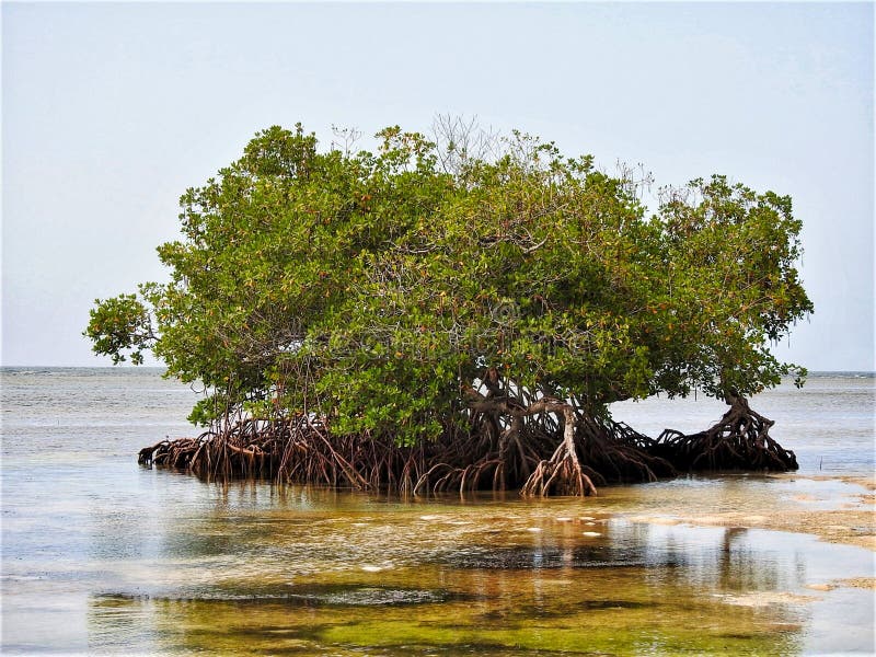 Tree Surrounded by Water stock image. Image of tropical - 180223045