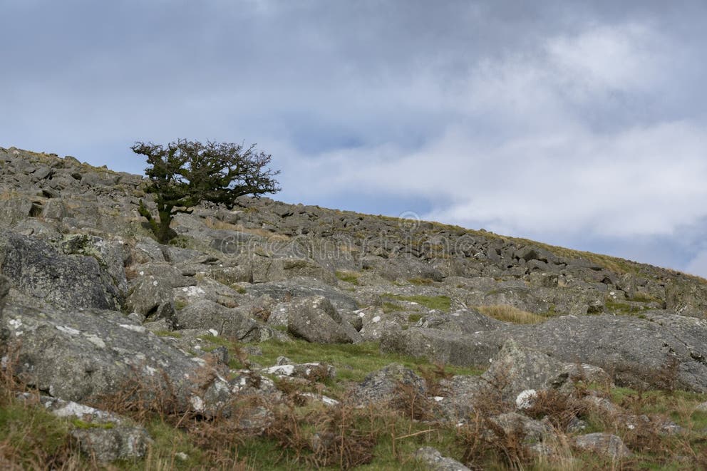 Tree Surviving on the Harsh Dartmoor Landscape Stock Image - Image of ...