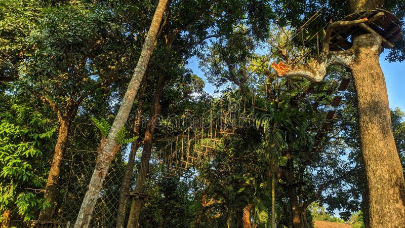 Tree suspension bridge stock photo. Image of play, jungle - 297356340