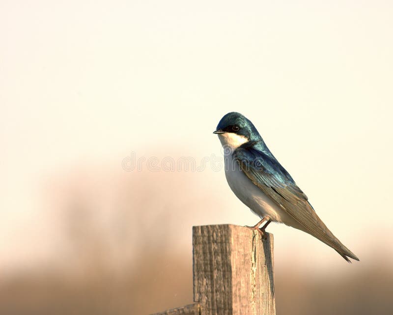 Tree Swallow 1 stock photo. Image of outdoors, tree, swallow - 696924