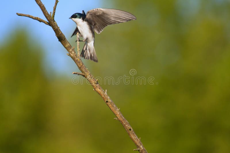 Tree Swallow stock photo. Image of bluebird, spring, bird - 19072366