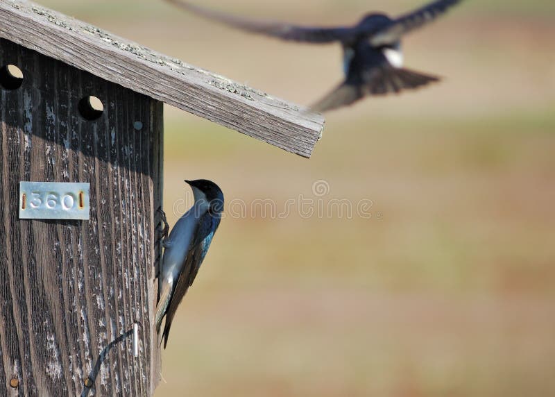 Tree Swallow stock photo. Image of nature, perched, animals - 19394410