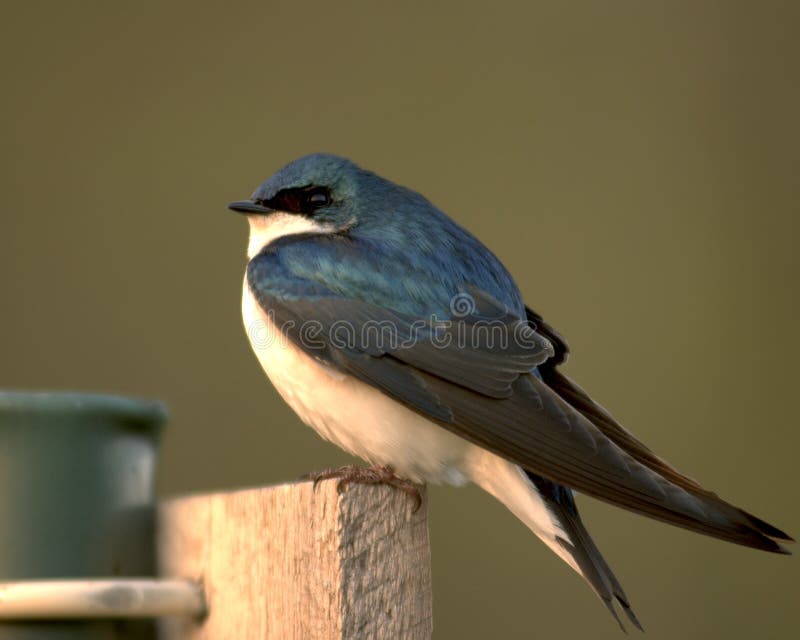 Tree Swallow 2 stock photo. Image of wildlife, fields, forests - 744500