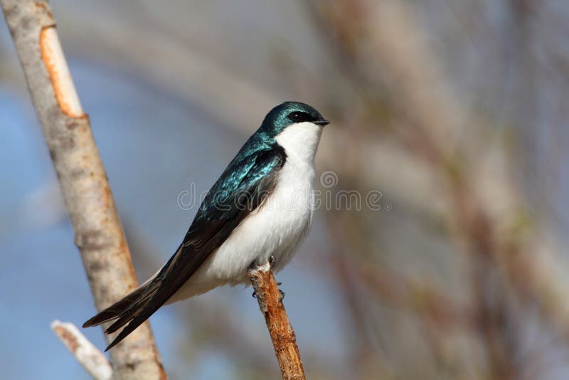 Tree Swallow stock image. Image of tree, alaska, perch - 22429497