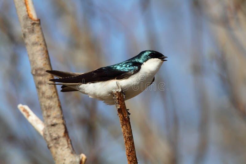 Tree Swallow stock photo. Image of bill, wildlife, perch - 22431786