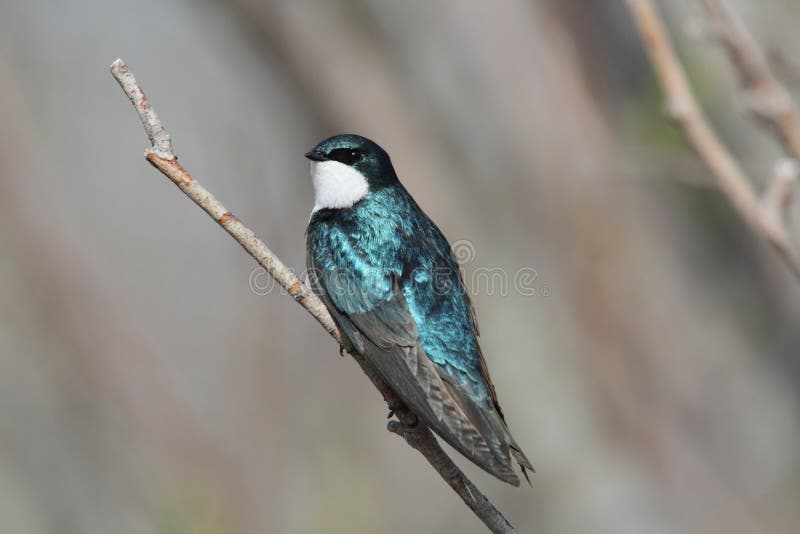 Tree Swallow stock image. Image of limb, swallow, bill - 22632911