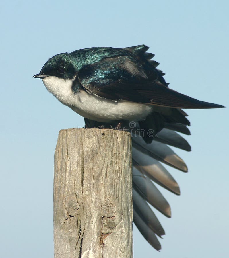 Two Tree Swallows on Nest Box Stock Photo - Image of tachycineta ...