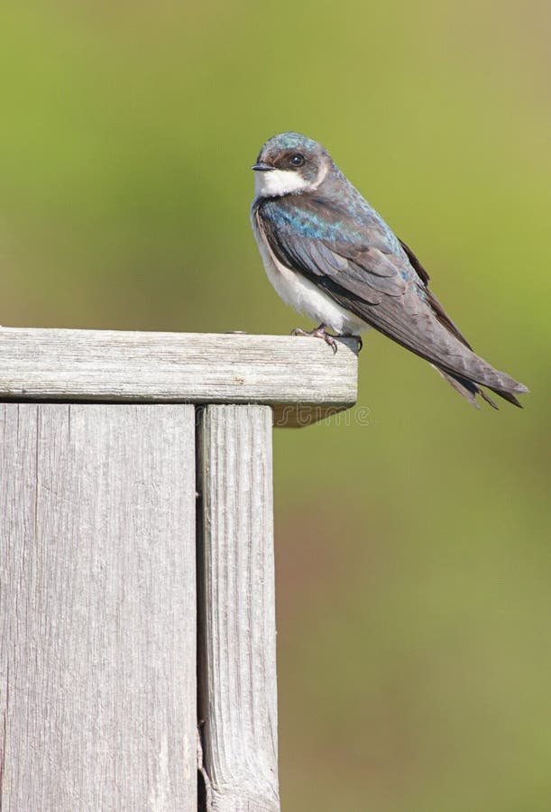 Tree Swallow stock image. Image of nest, spring, swallow - 24533833