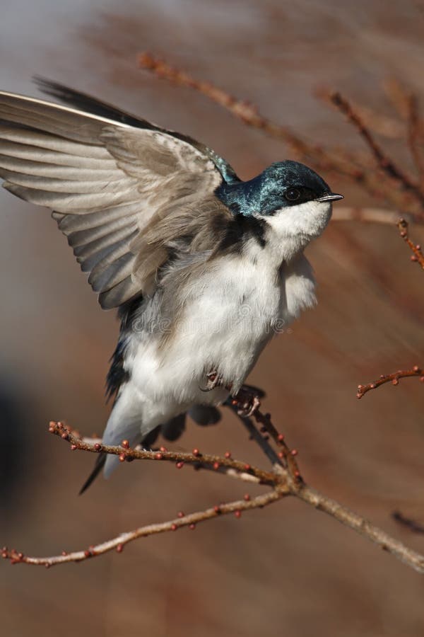 Tree swallow stock photo. Image of york, blue, bicolor - 5696776