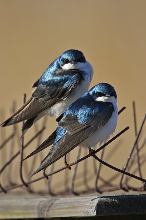 Tree swallow stock photo. Image of swallow, tree, animal - 5696788