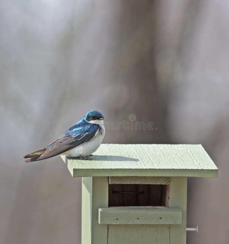 Tree Swallow stock image. Image of fauna, focus, ornithology - 8785283