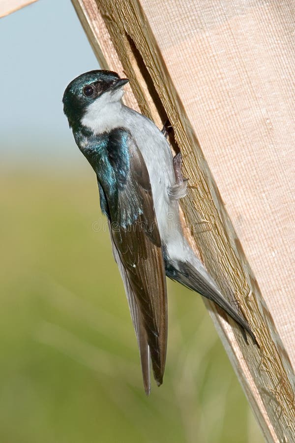 Tree Swallow stock photo. Image of wooden, feathered, tachycineta - 9382856