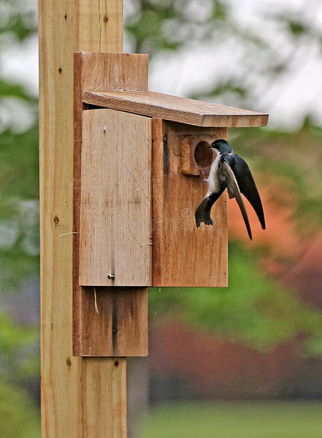Tree Swallow in Hole of Nesting Box with Mouth Open. Stock Photo ...