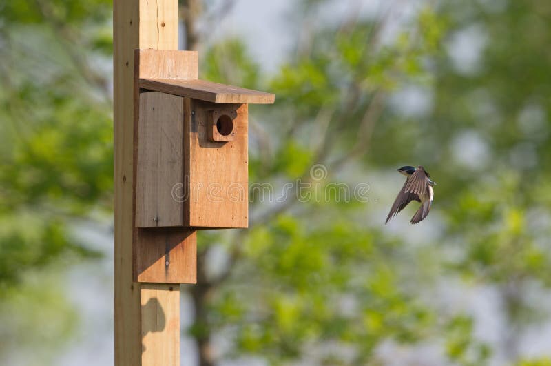 Tree Swallow Arriving at Nesting Box Stock Photo - Image of blue ...