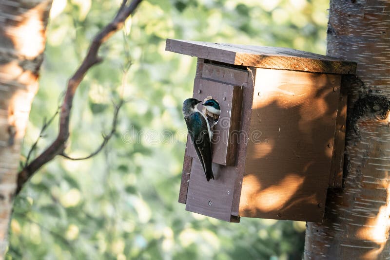 Tree Swallow Feeding Baby in Nest Box Stock Photo - Image of potter ...