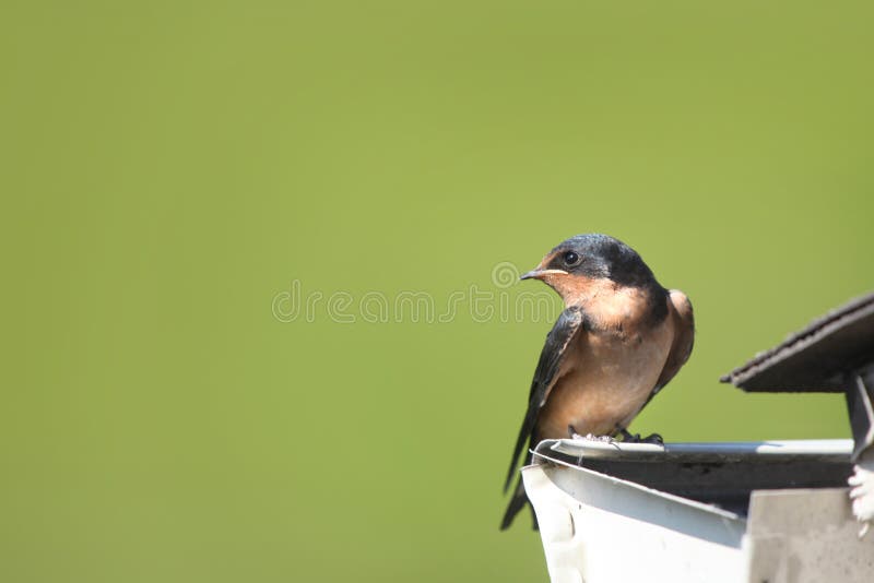 Tree swallow bird stock image. Image of balance, pretty - 87475965