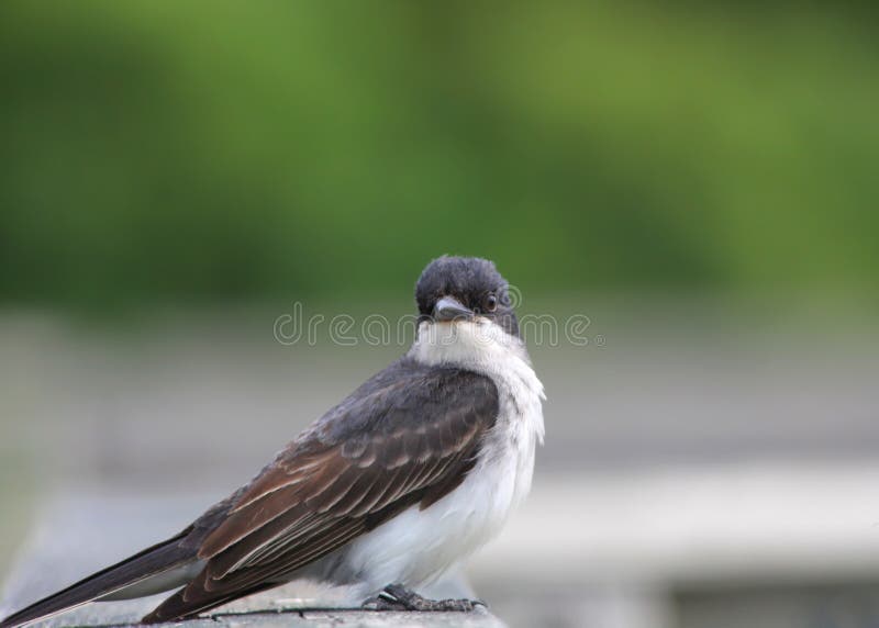 Tree Swallow stock image. Image of life, cute, blue, nature - 56528411