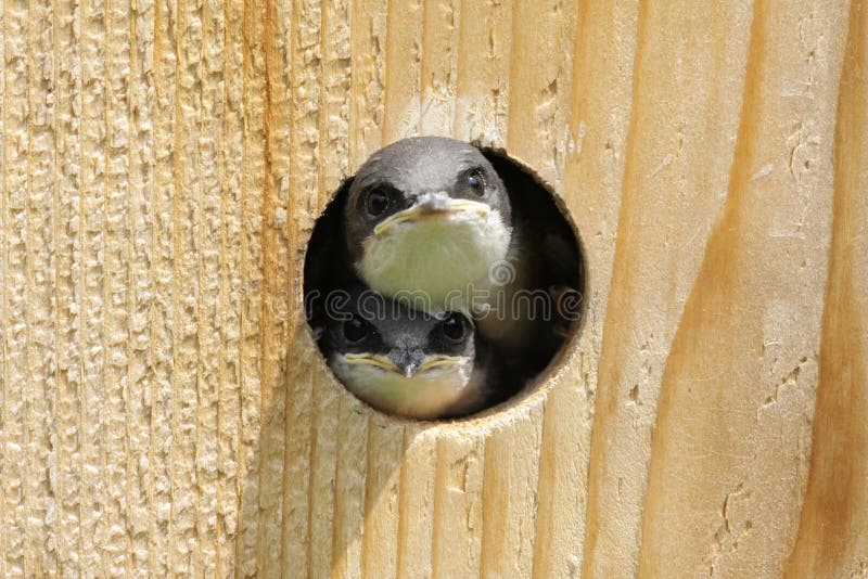 Tree Swallow in a Bird House Stock Image - Image of nature, wing: 96292923