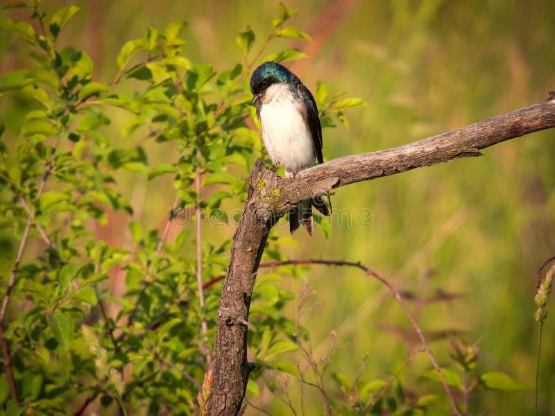 Tree Swallow Bird Perched at the Corner of a Bare Branch in Front of ...